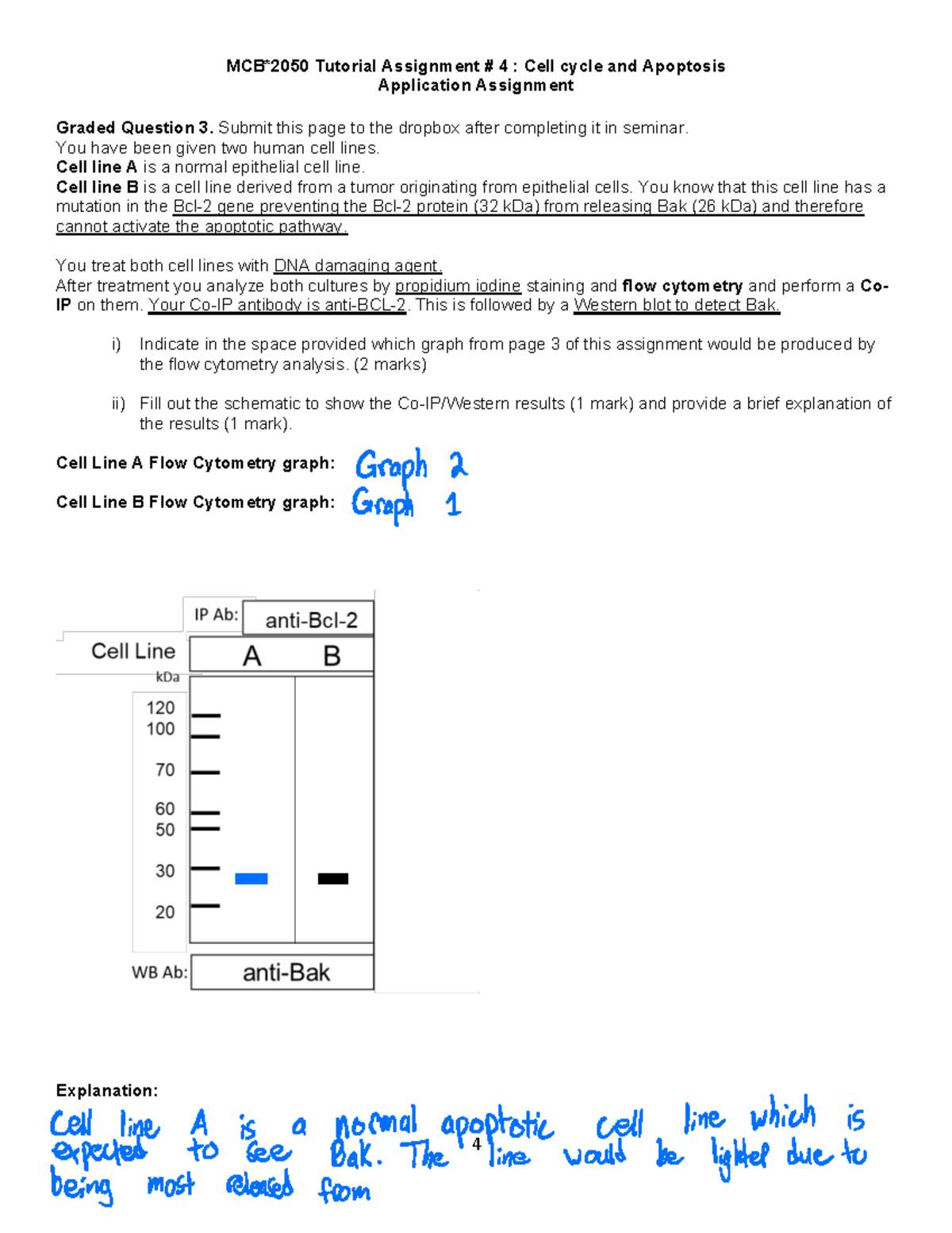 Feb 14 2024 seminar 4 - MCB*2050 Tutorial Assignment # 4 : Cell cycle and Apoptosis Application ...