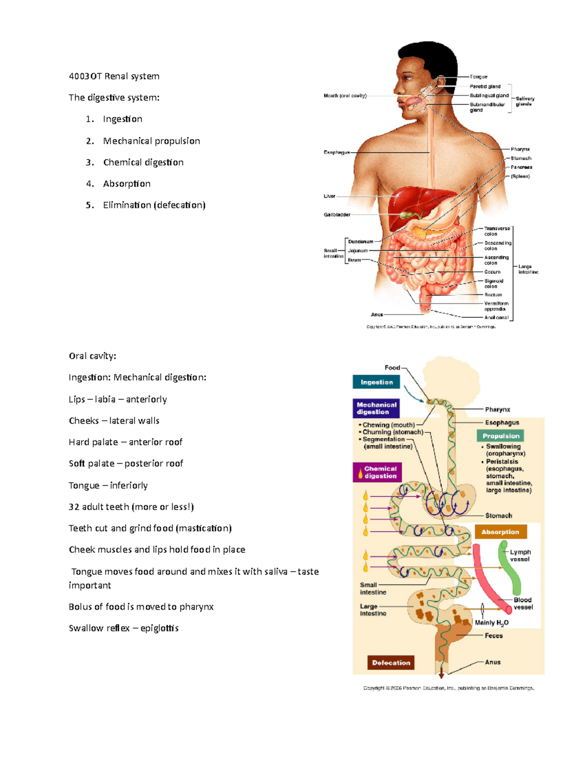 Digestion and renal - 4003OT Renal system The digestive system: 1 ...