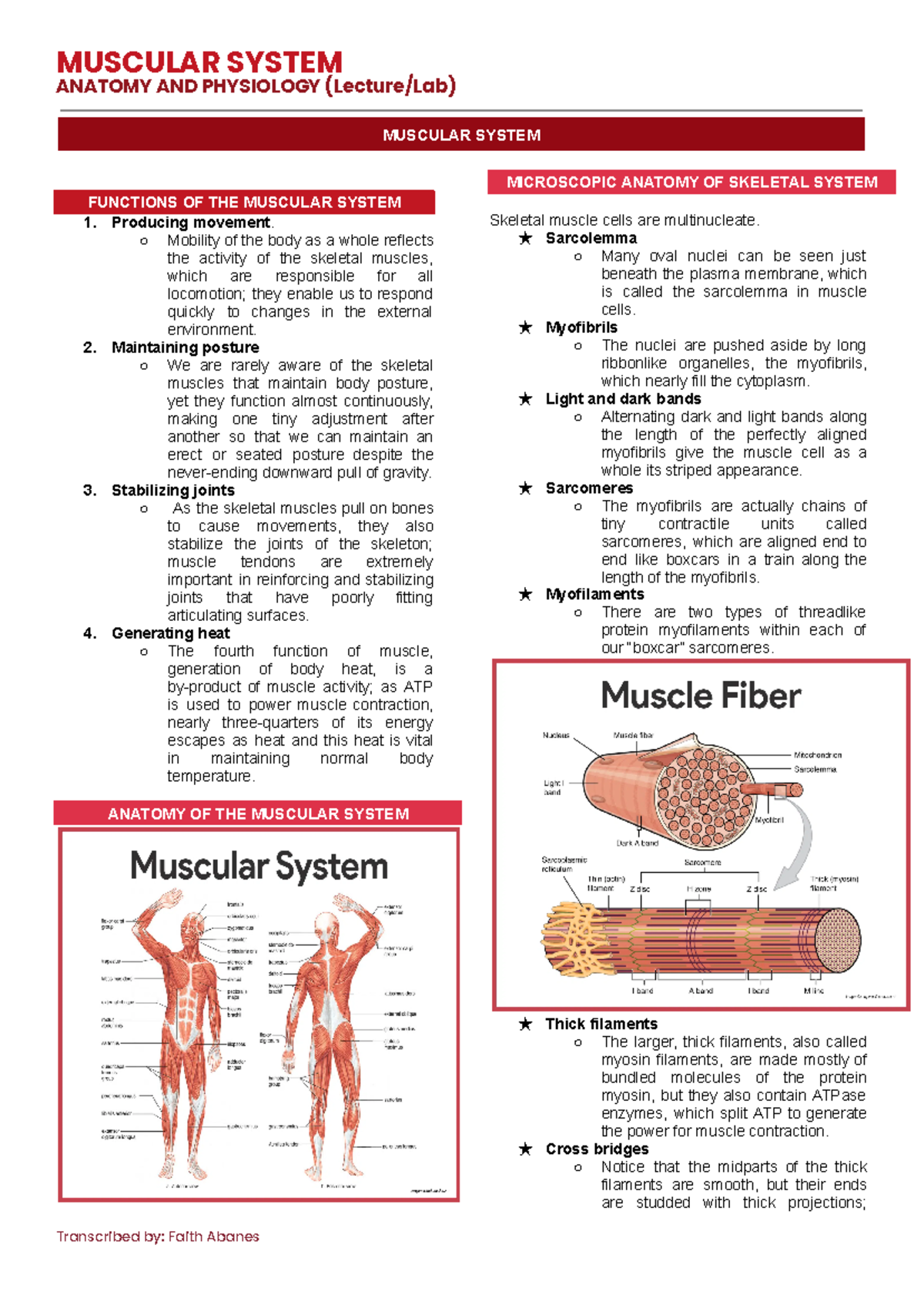Muscular System - NL - A lecture notes for 1st year nursing students ...