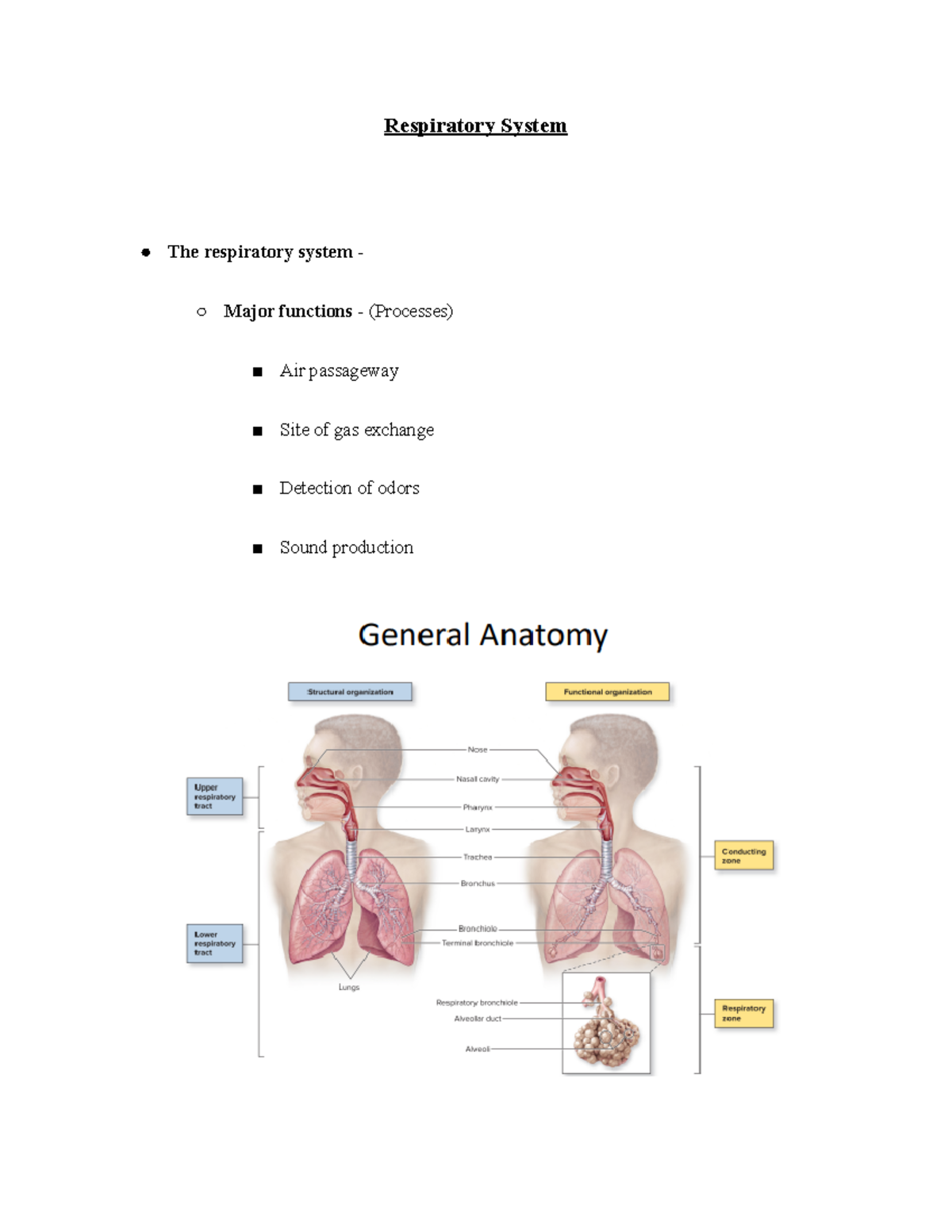 Anatomy and Physiology ll - Respiratory system - Respiratory System The ...