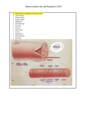 Bone surface Markings - Anatomy and Physiology I Instructor M. Holman ...