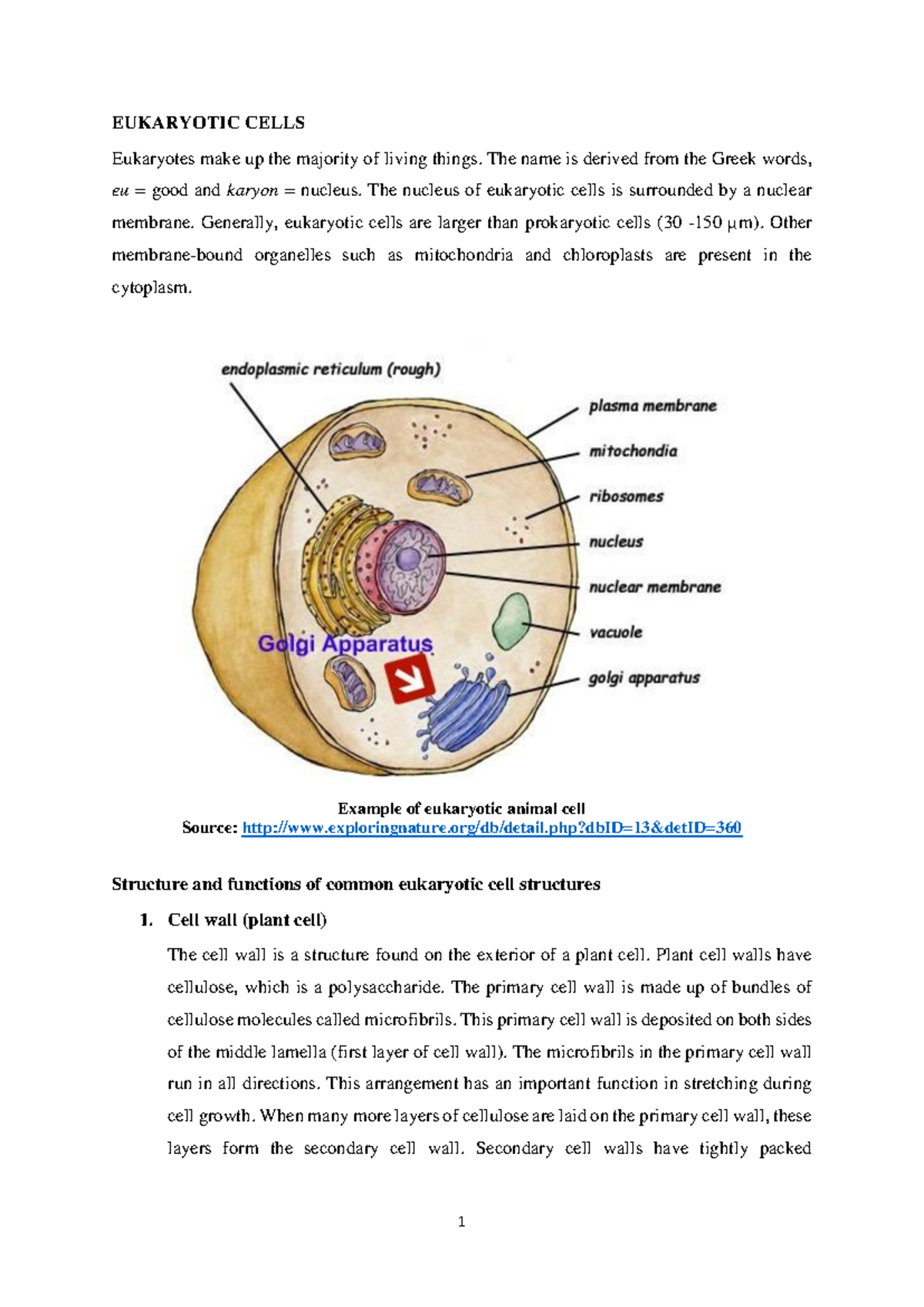 Eukaryotic Cells - EUKARYOTIC CELLS Eukaryotes make up the majority of ...