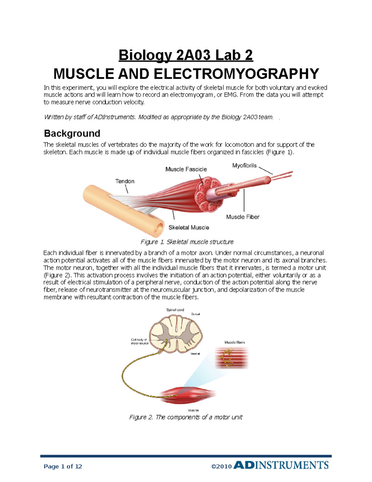 Bio2A03-2022-Lab 2 muscle and electromyography - Biology 2A03 Lab 2 ...