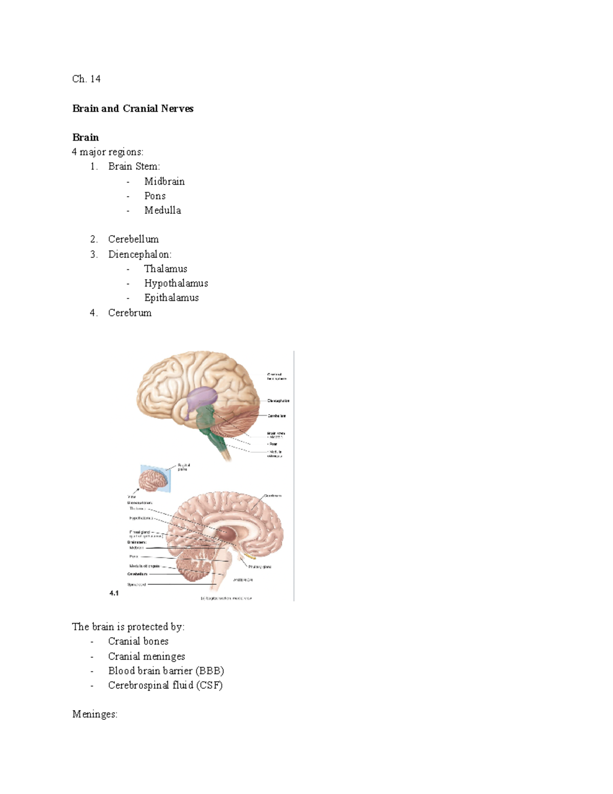 Ch 13 Notes Anatomy Notes - Ch. 14 Brain and Cranial Nerves Brain 4 ...