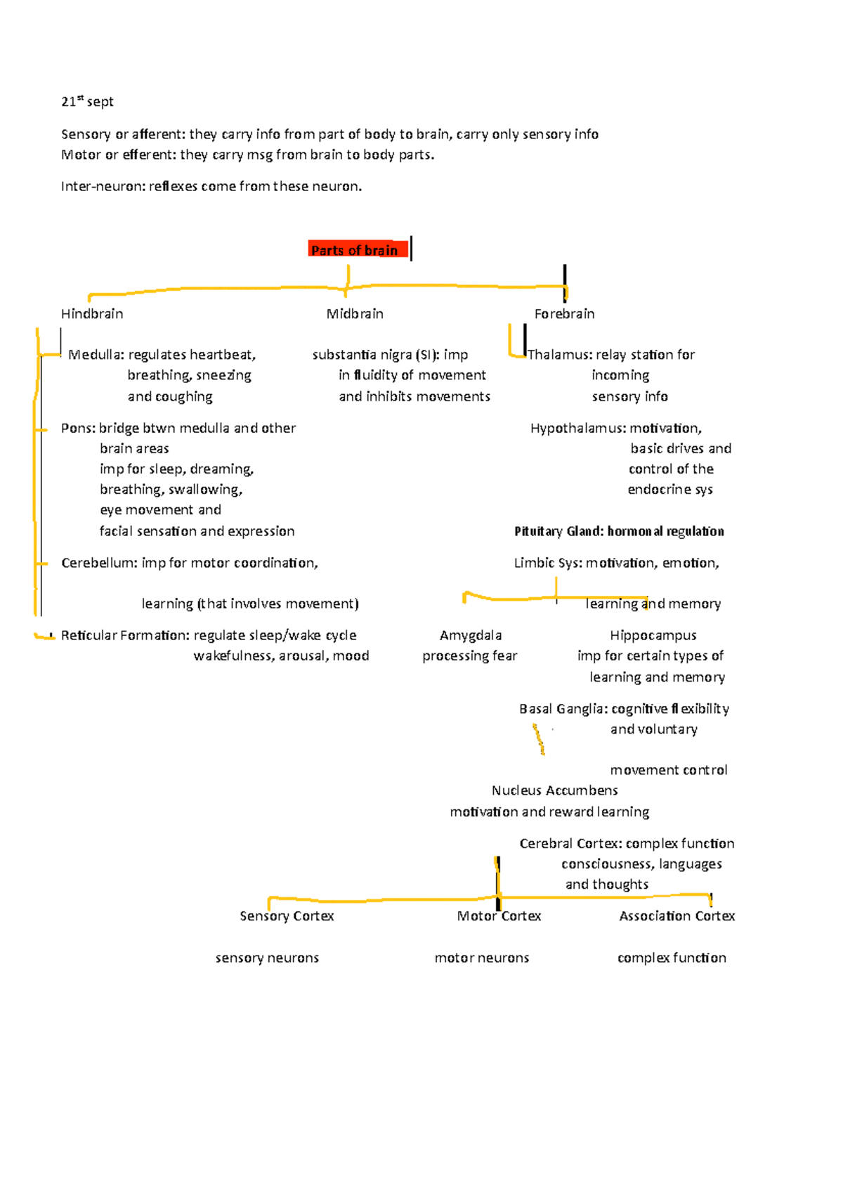 Psych 101 - 21 st sept Sensory or afferent: they carry info from part ...