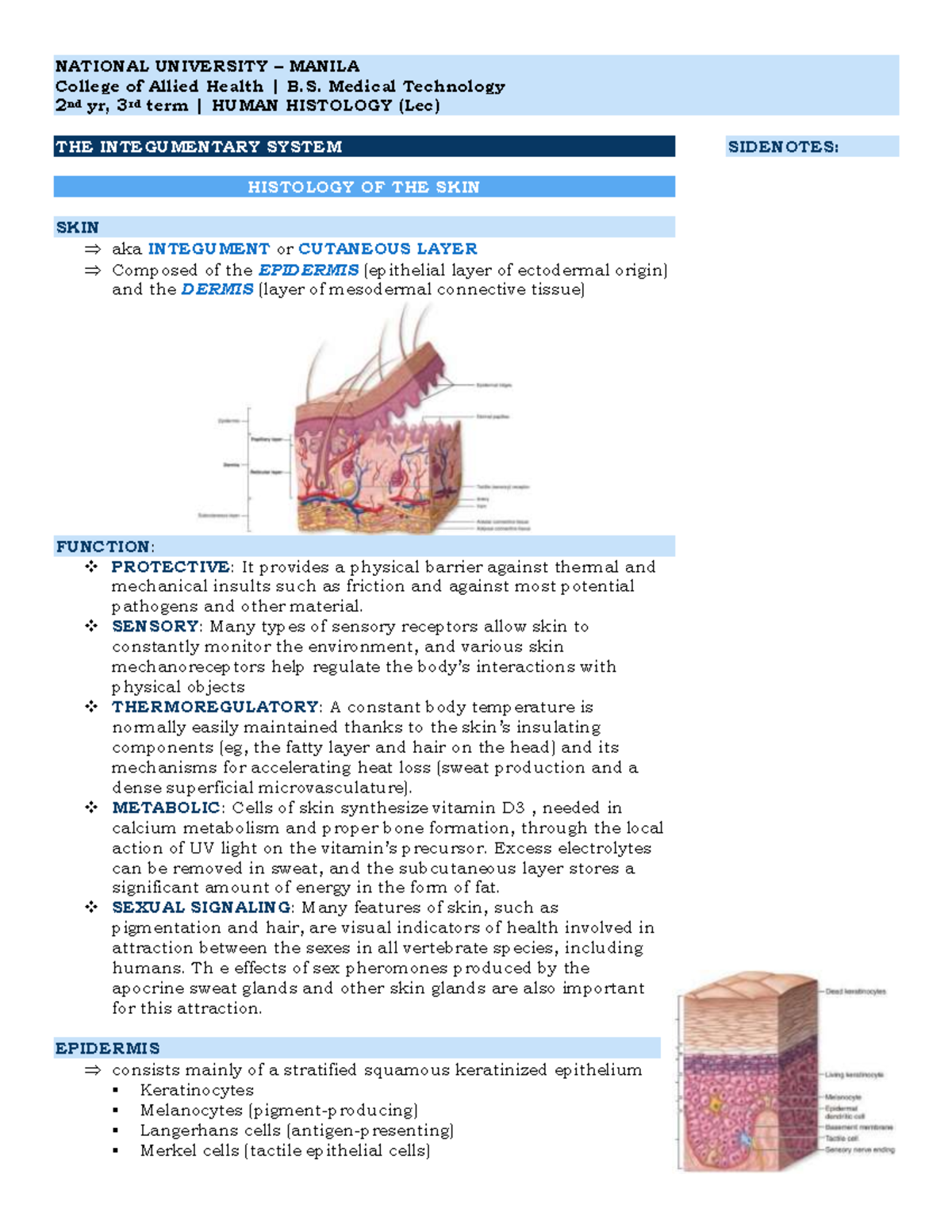 THE- Integumentary- System 240502 225522 - College of Allied Health | B ...