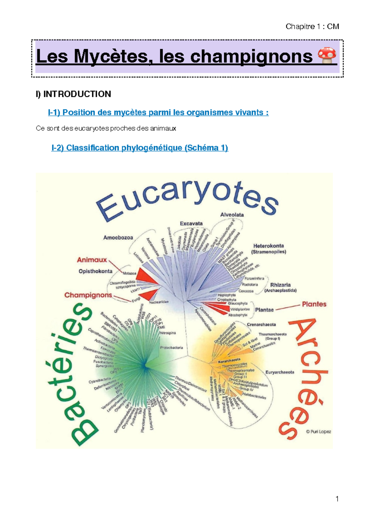 Chapitre 1 : les mycetes - Les Mycètes, les champignons 🍄 I ...