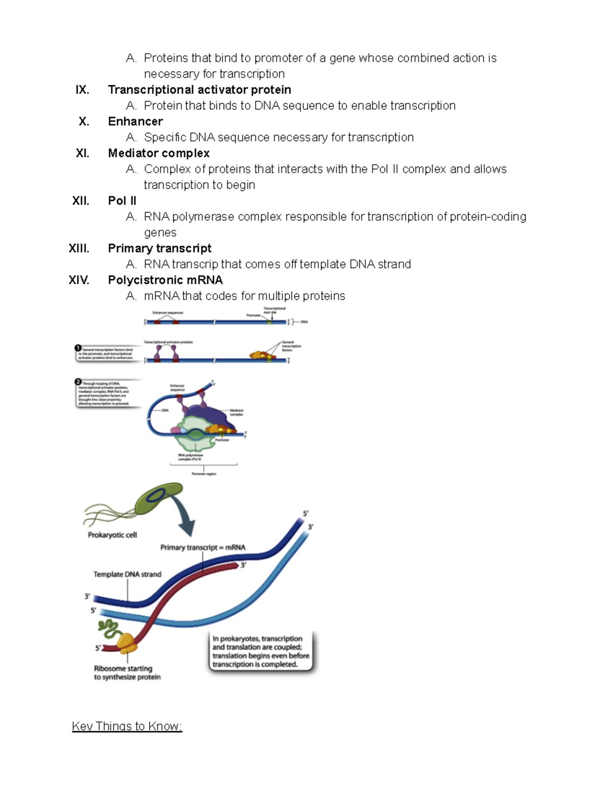 Types of RNA - Xil. XIV. transcription to the promoter, and ...