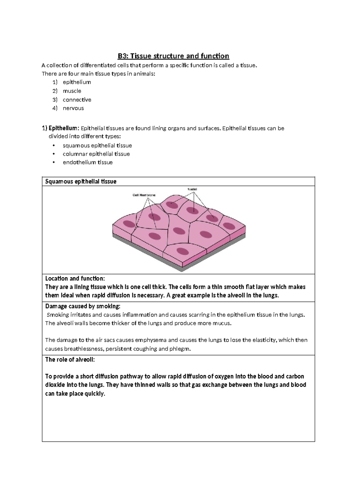 Worksheet endo and epi tissue - B3: Tissue structure and function A ...