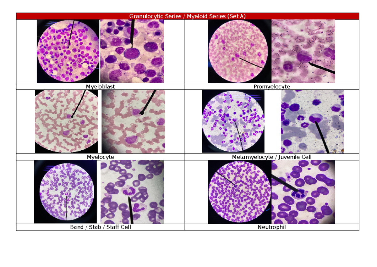 DEMO Slides Hematopoiesis - Granulocytic Series / Myeloid Series (Set A ...