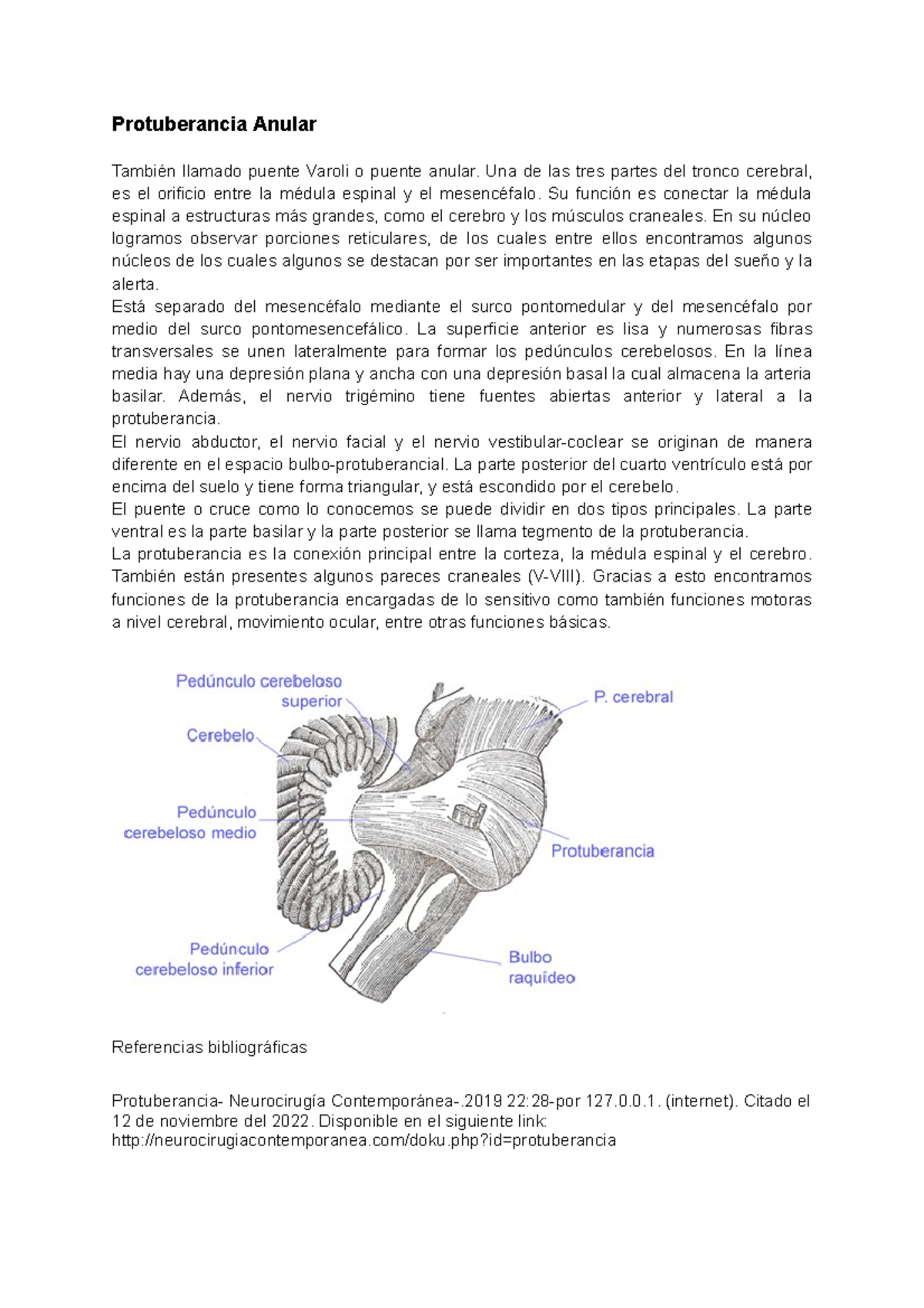 Protuberanci anular - Protuberancia Anular También llamado puente ...
