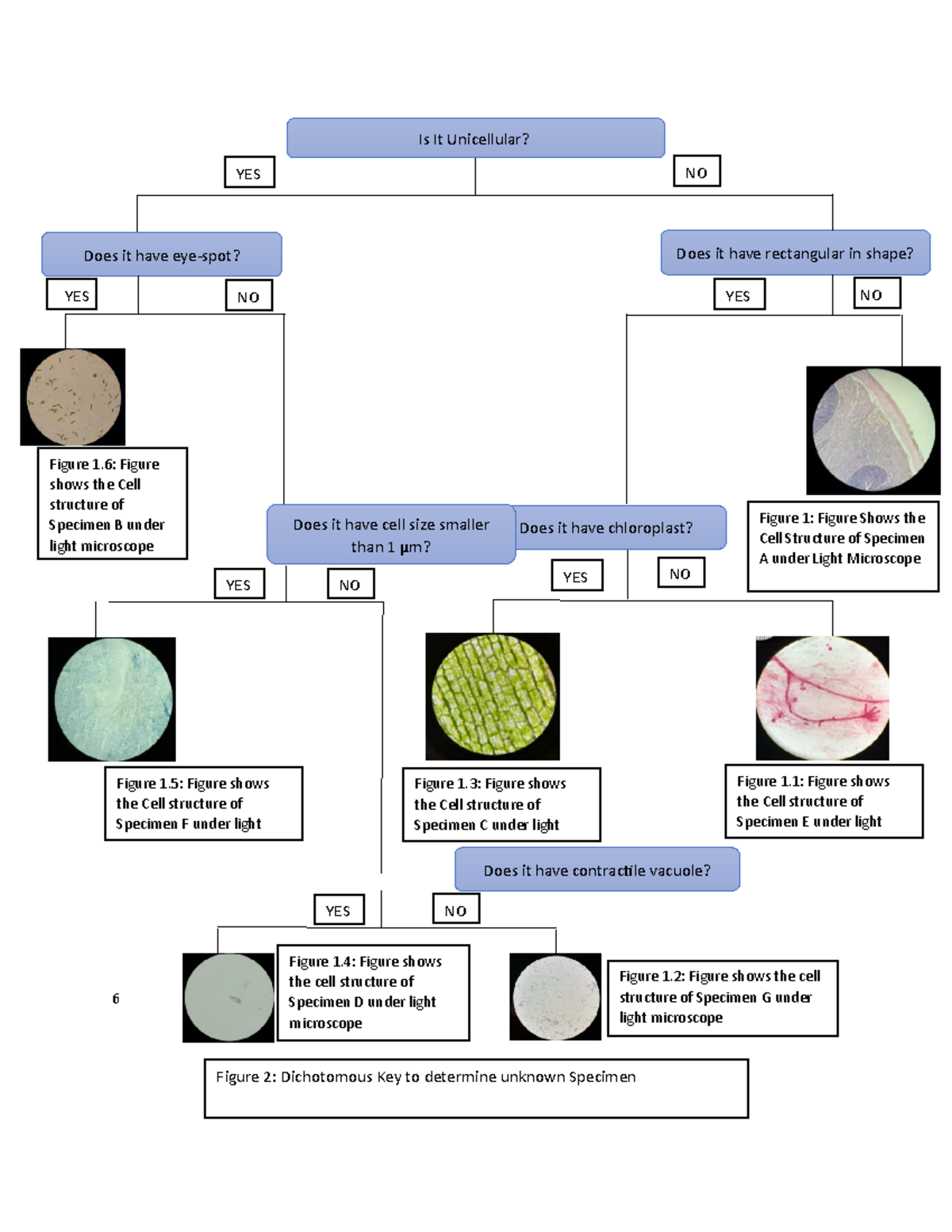 Dichotomus Key Actual Lab Report - Biology 1 - Studocu
