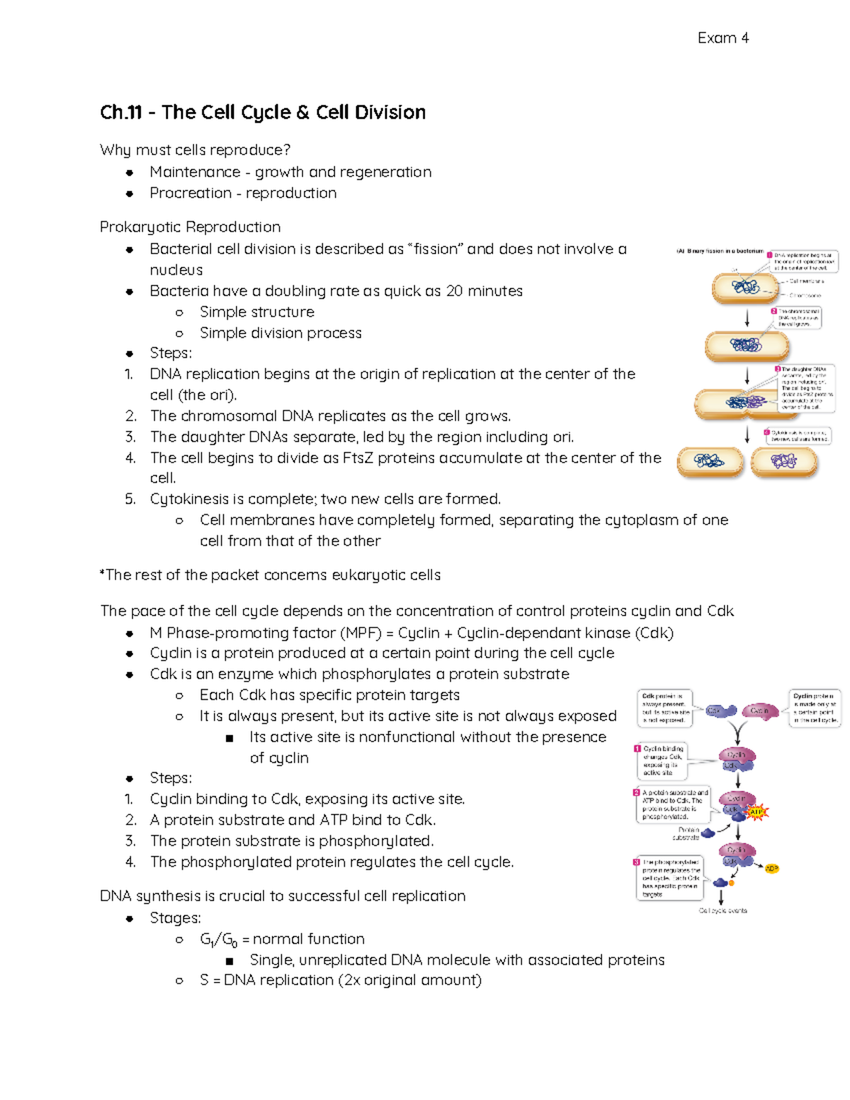 Exam 4 Notes - Covers the following topics: the cell cycle ...