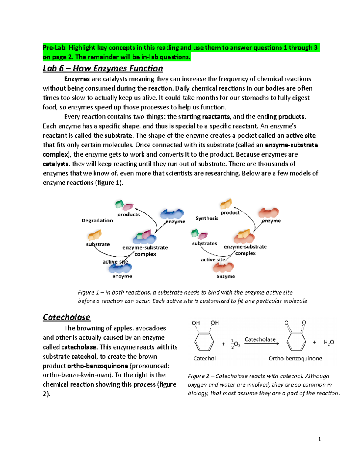 How Enzymes Function Lab Report at Latonya Rodriguez blog