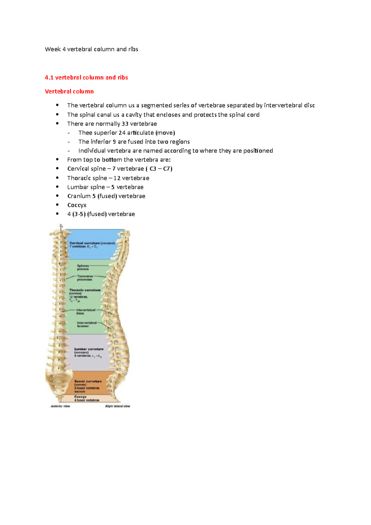Week 4 vertebral column and ribs - The cord extends from the distal end ...