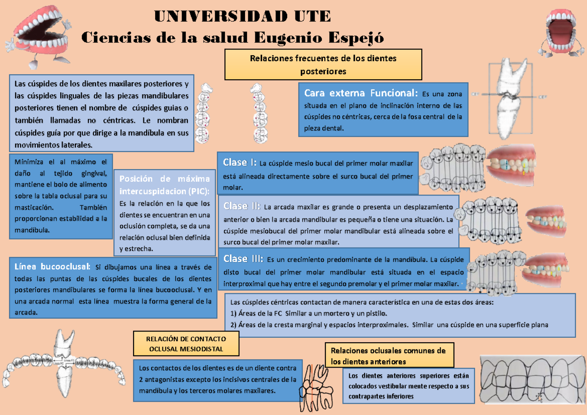 Relaciones frecuentes de los dientes posteriores - Relaciones ...
