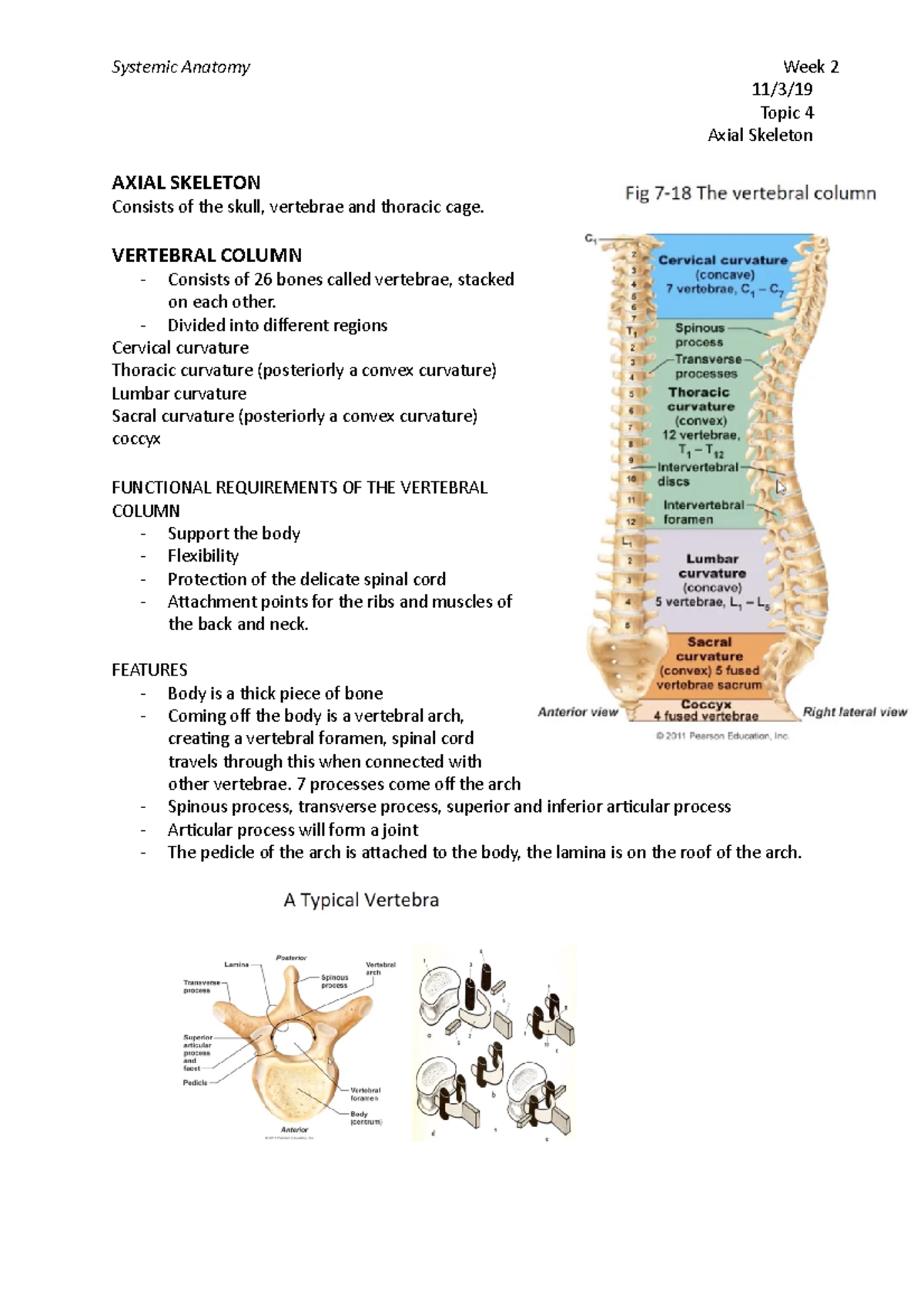 Topic 4 - Thorough lecture notes from Amanda Hawkins Systemic Anatomy ...