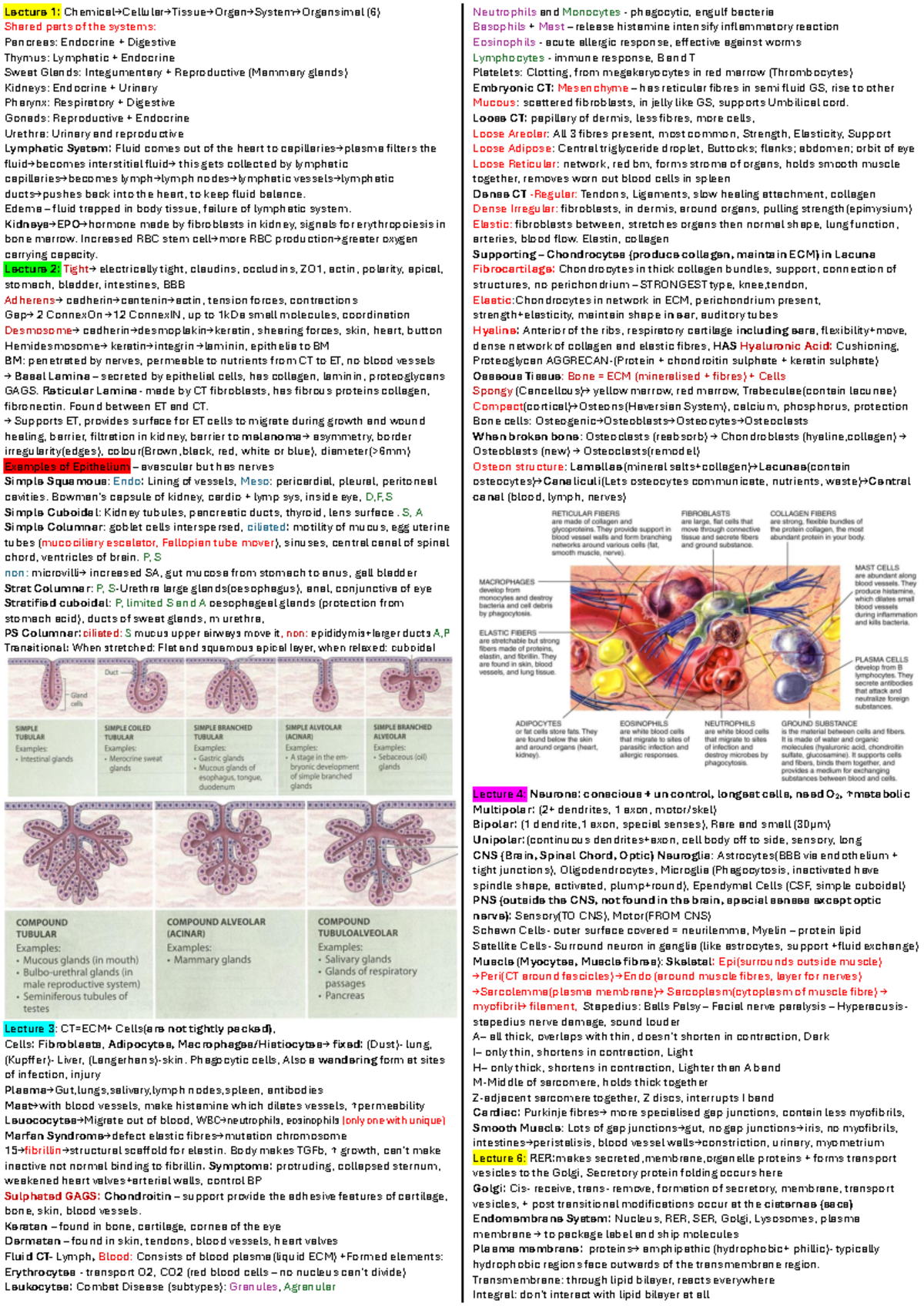 Biosci107 Cheat Sheet Midsem - Lecture 1: Chemical→Cellular→Tissue→ ...