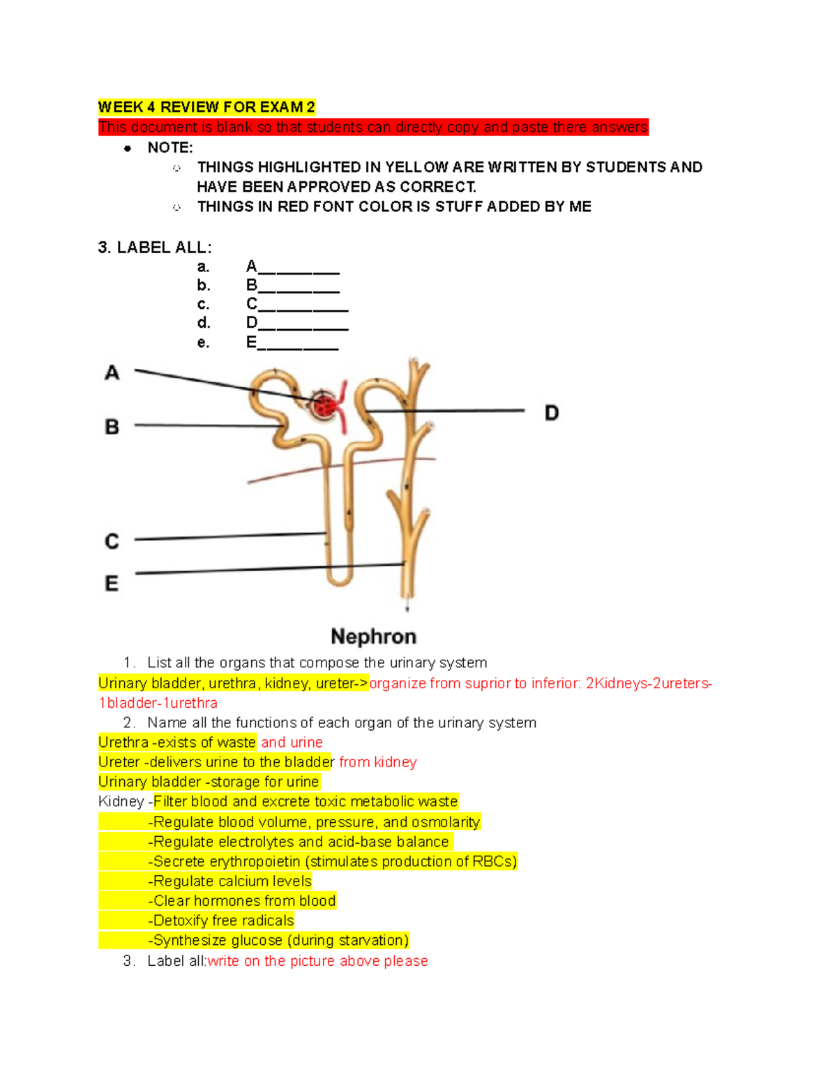 Urinary System Review for Exam - Studocu