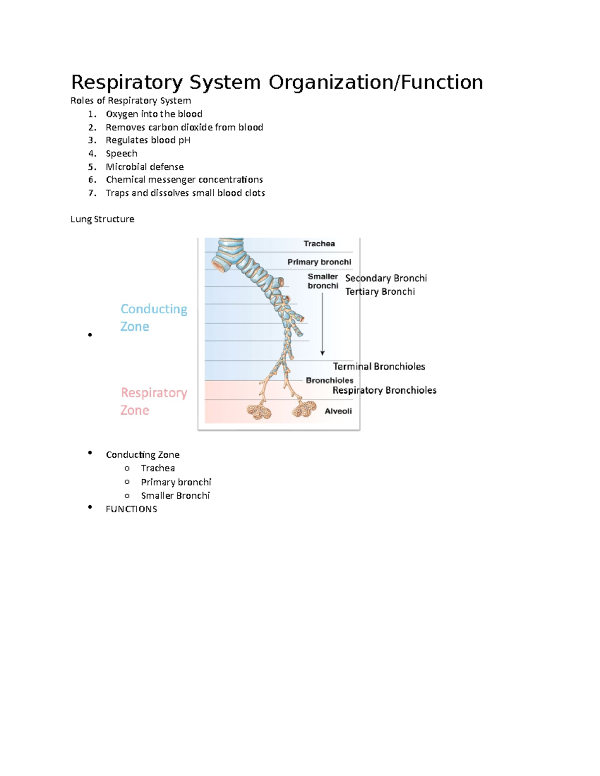Physiology 1021 Chapter 9 - Respiratory System Organization/Function ...