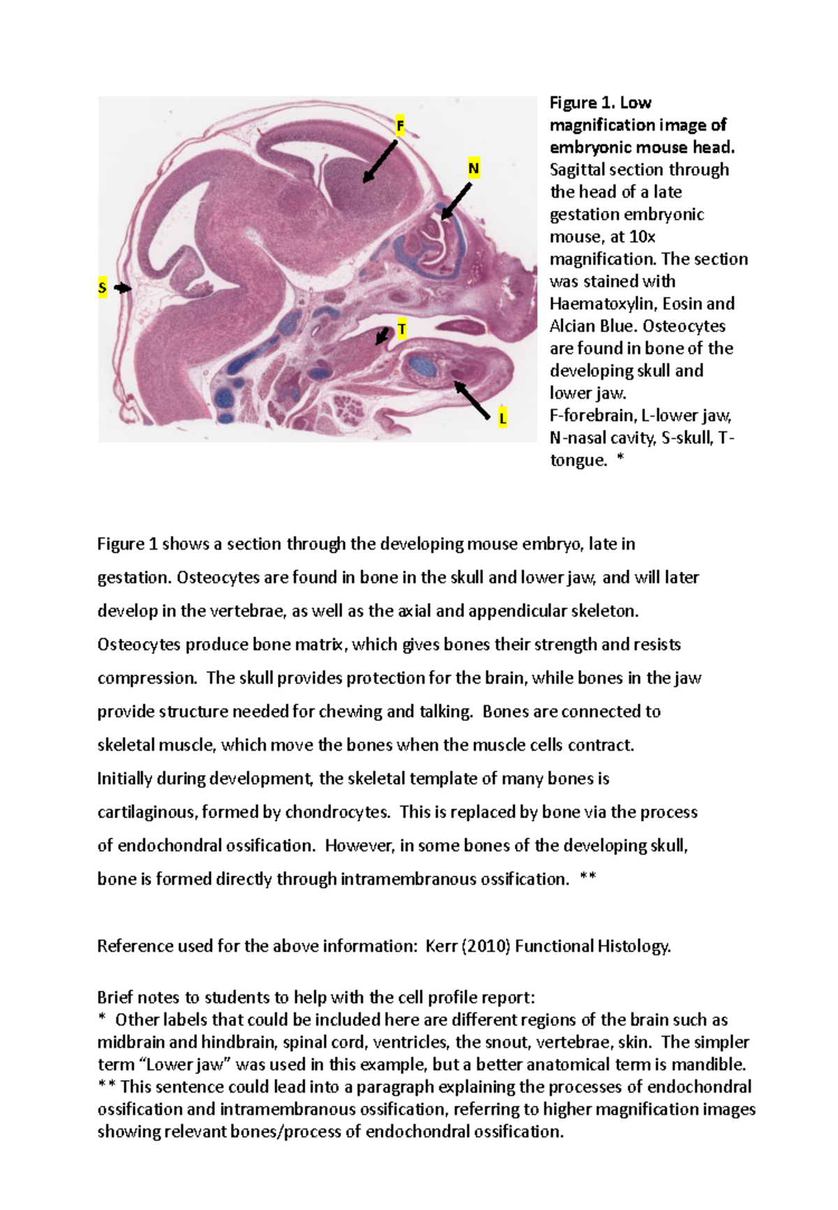 Example lab report 1 - jhhf - Figure 1. Low magnification image of ...