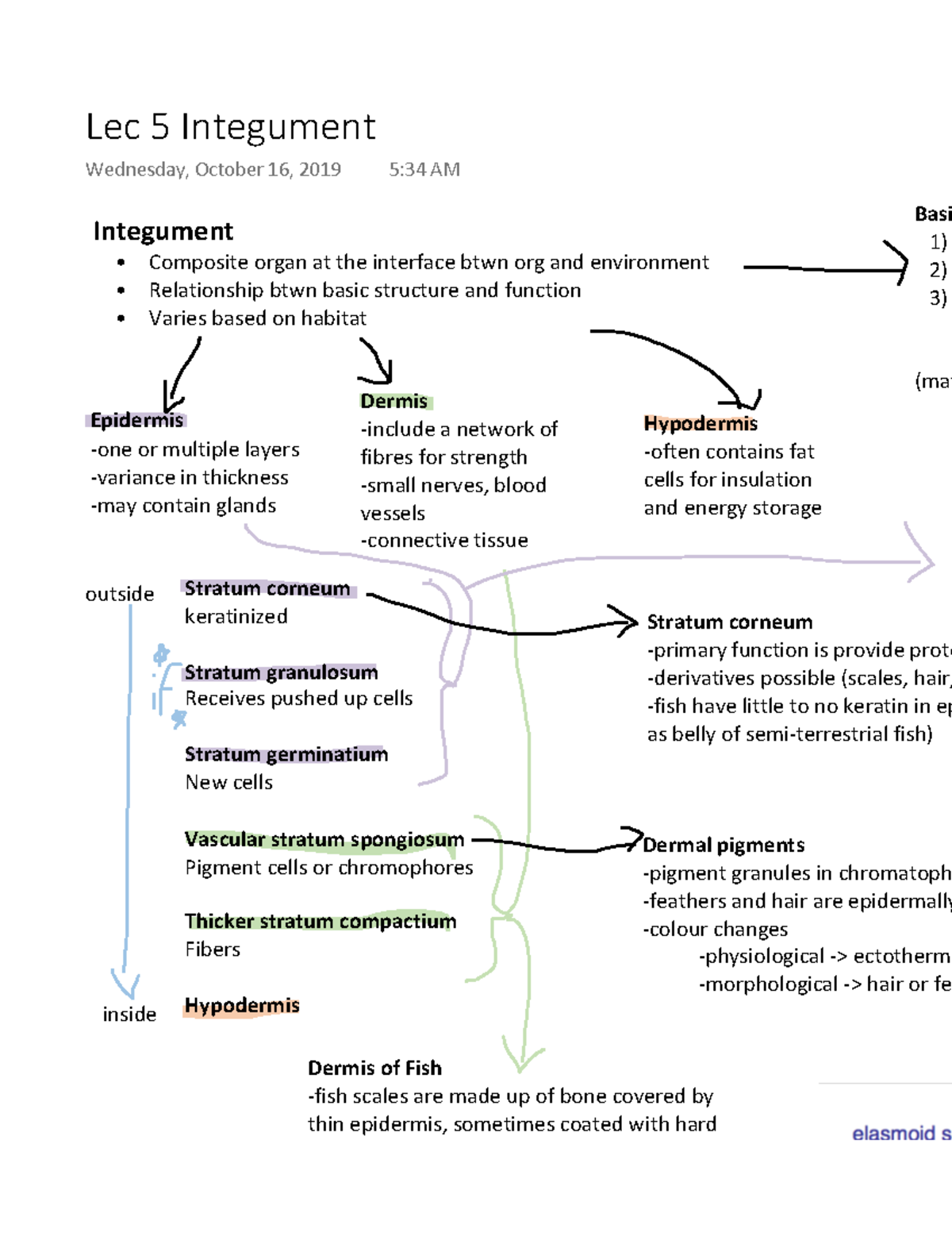 Lec 5 Integument Lecture Notes 5 Warning Tt Undefined Function 32 Integument Composite