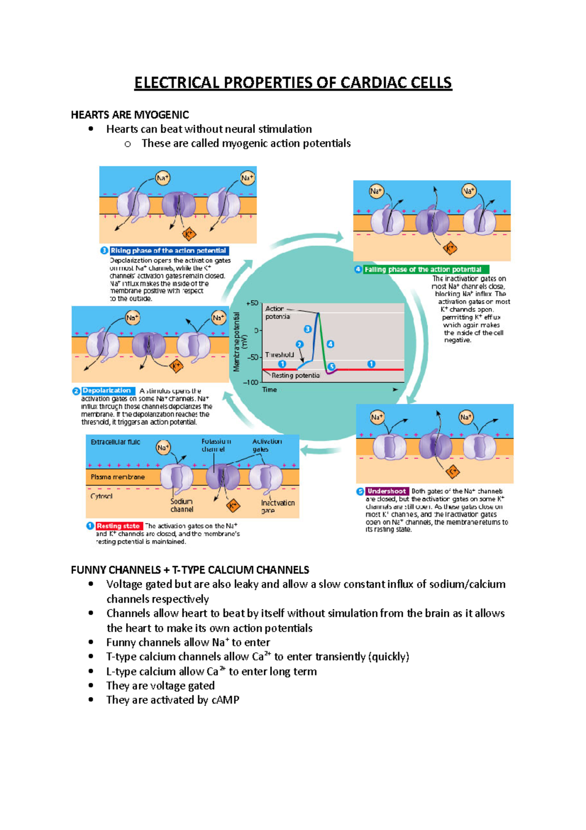 Electrical Properties OF Cardiac Cells - Lt 2 - ELECTRICAL PROPERTIES ...