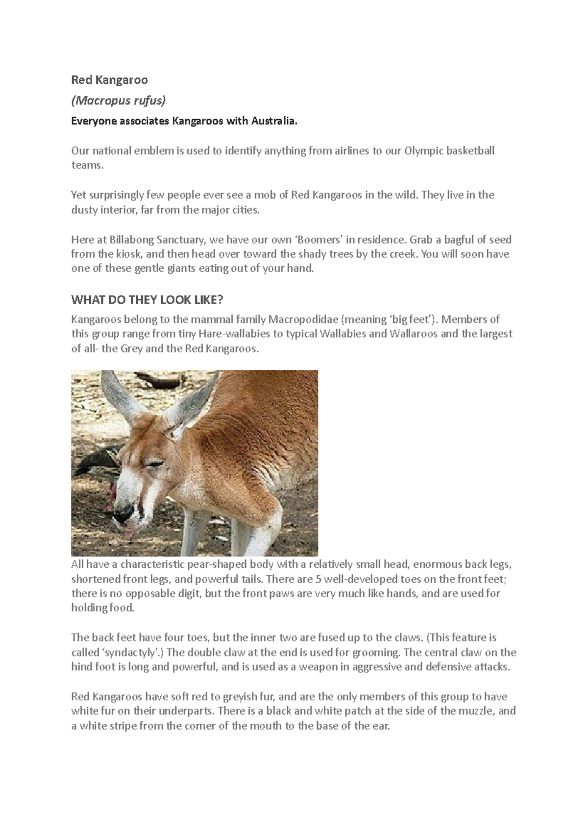 Case Study: Red Kangaroo - Red Kangaroo (Macropus rufus) Everyone ...