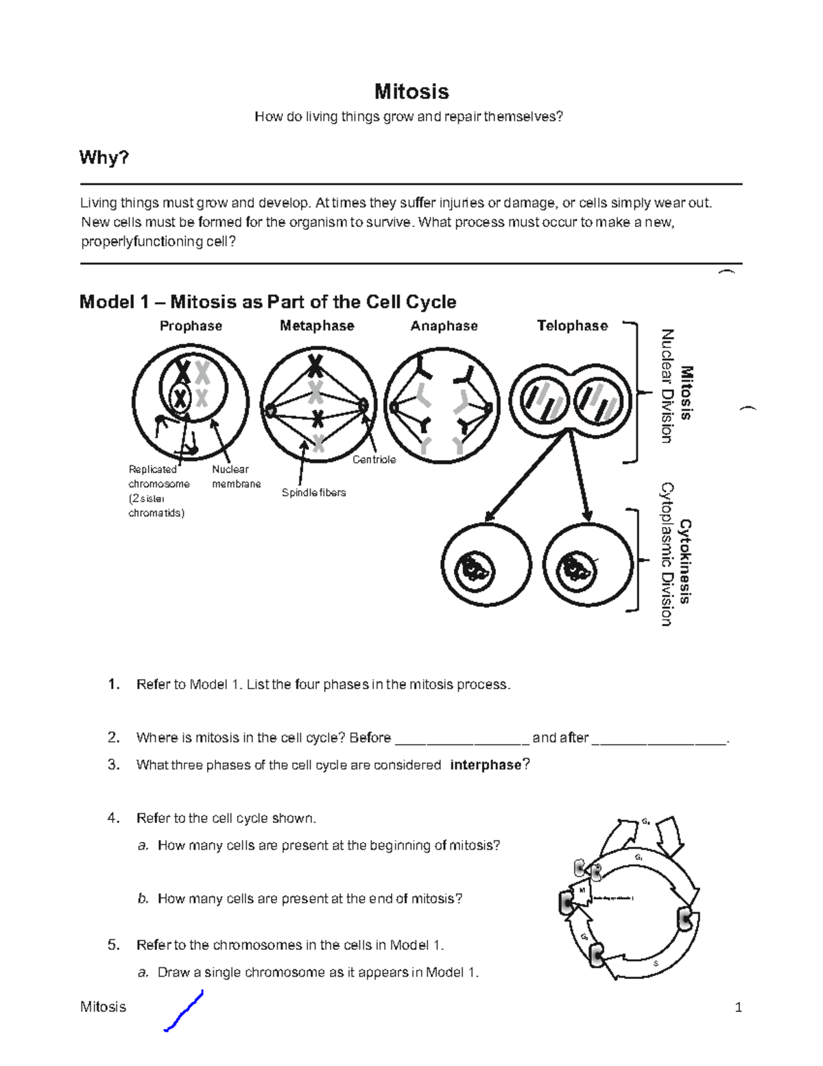 Mitosis Drawing Answers - Ciari Rodriguez - Mitosis 1 Mitosis How do ...
