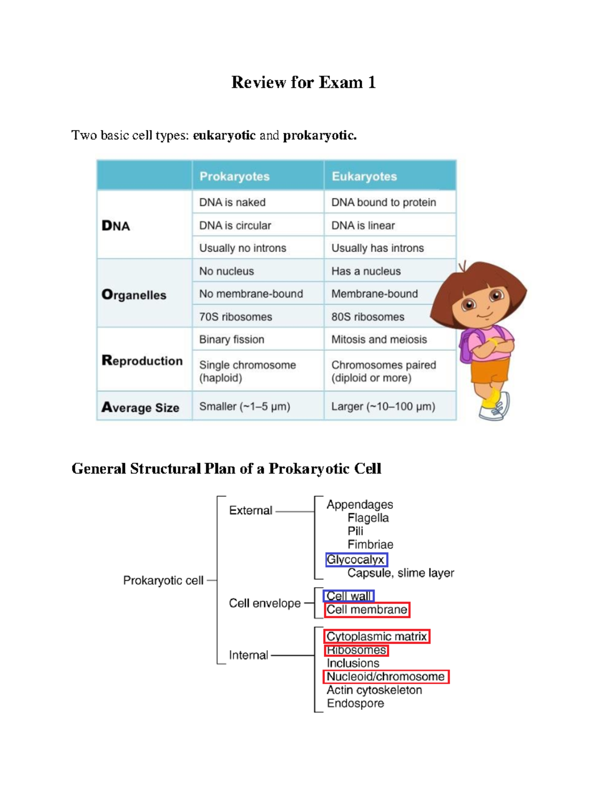 Review for Exam 1: Cell Types Structures and Functions - Studocu