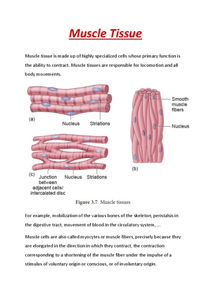 Secondary (unilocular) adipose tissue - Secondary (unilocular) adipose ...