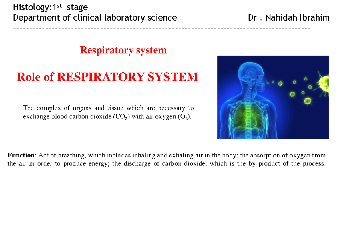 Respiratory system - physiology - The complex of organs and tissue ...