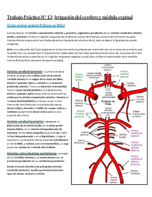 Anastomosis porto-cava - Anastomosis portocava El sistema venoso porta ...