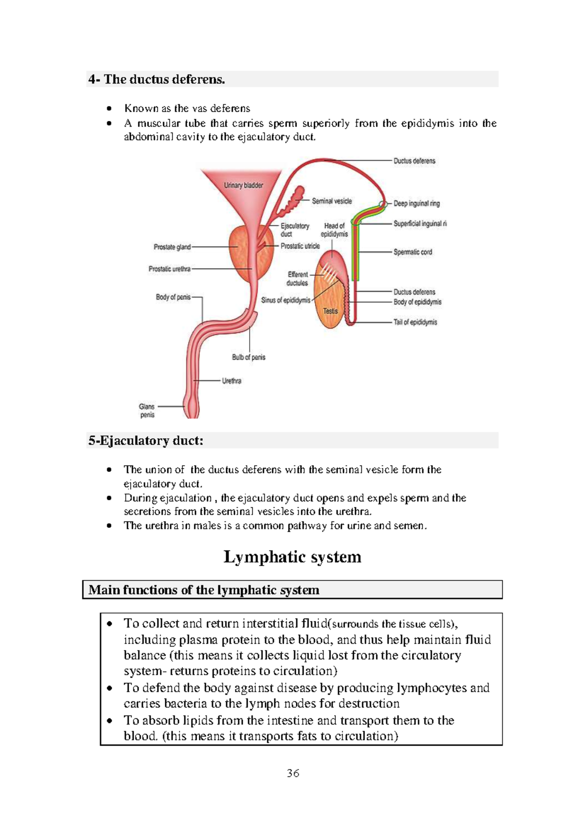 Lymphatic system - 36 4- The ductus deferens. Known as the vas deferens ...