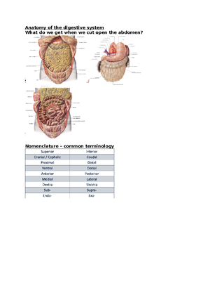 Lecture 02 anatomy and physiology of the digestive tract - Anatomy of ...
