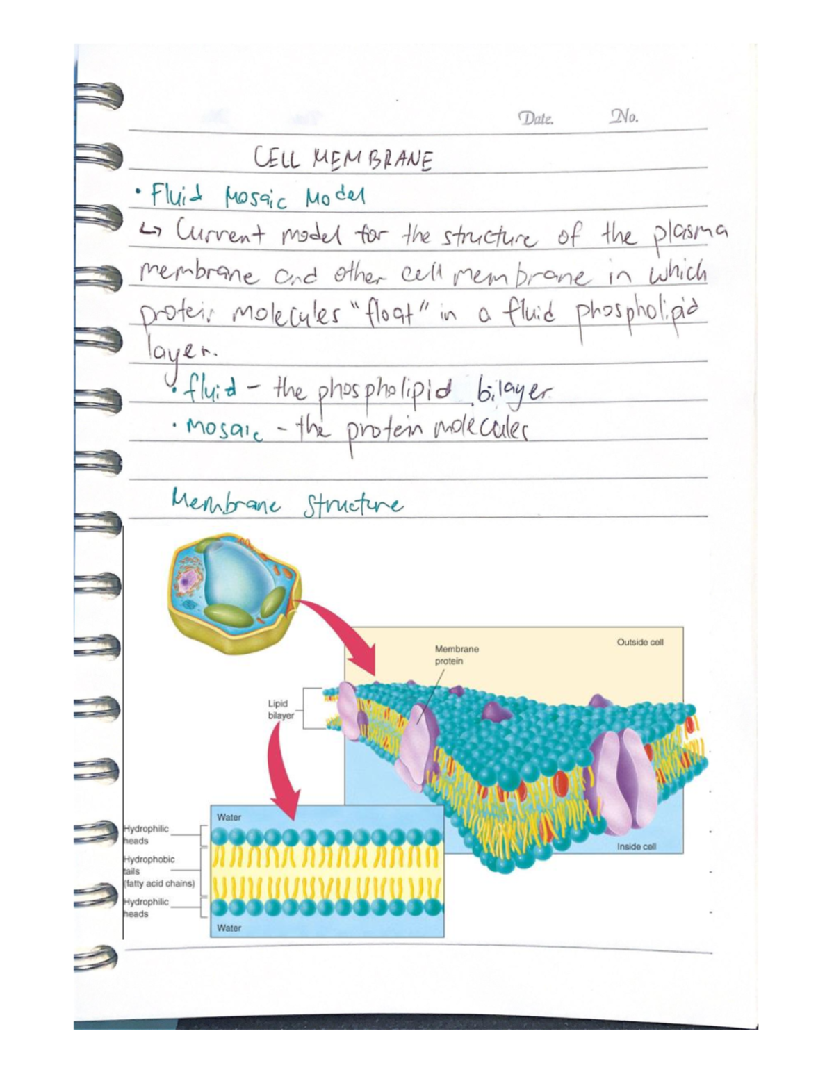Cell membrane - General Biology 1 - Studocu