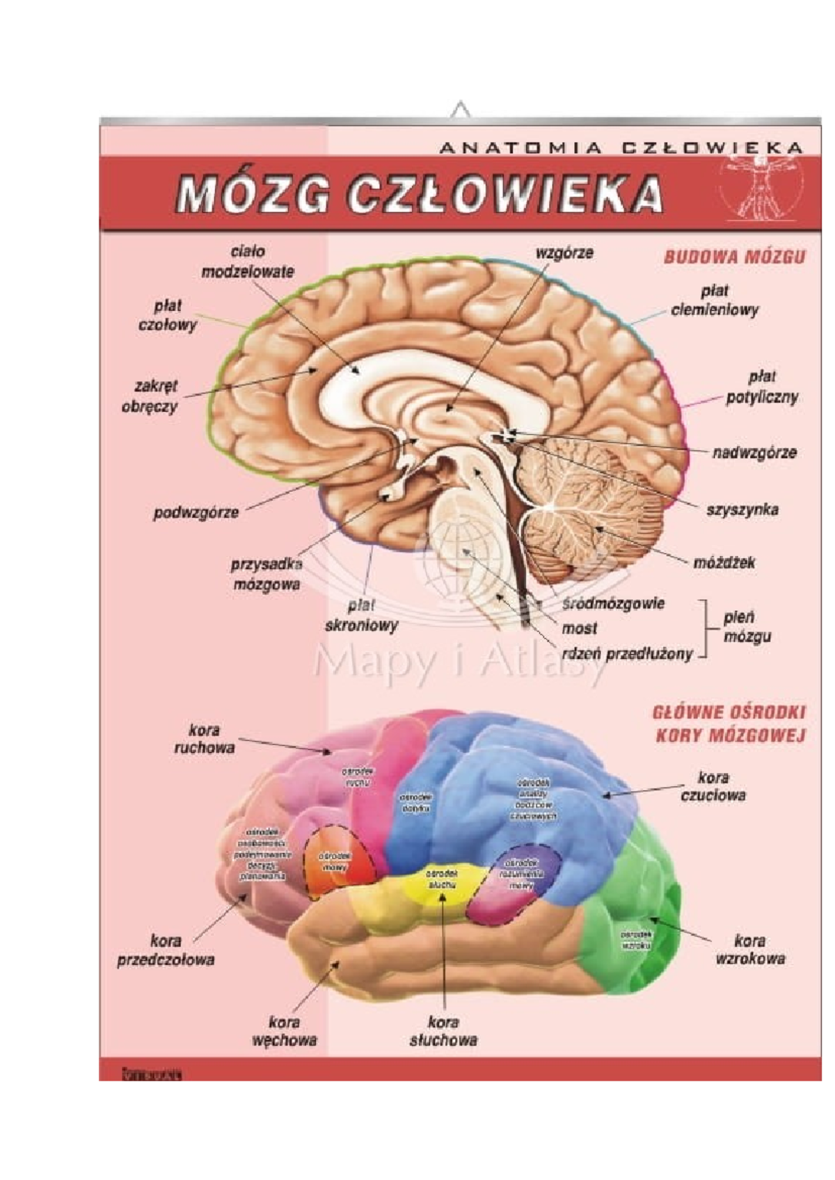 Mózg - ANATOMIA CZLOWIEKA MOZG CZLOWIEKA cialo wzgorze BUDOWA MÓZGU ...