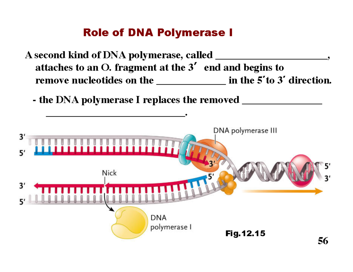 Dr. Smith Lecture 9 - Completed Notes - Role of DNA Polymerase I A ...