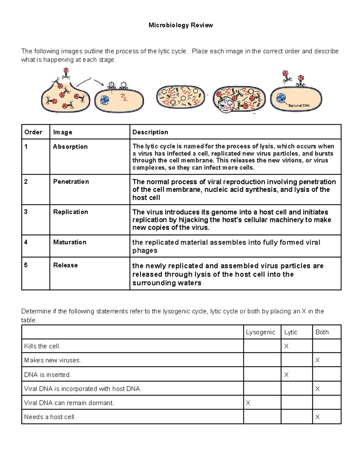 Copy of Microbiology Review - Microbiology Review The following images ...