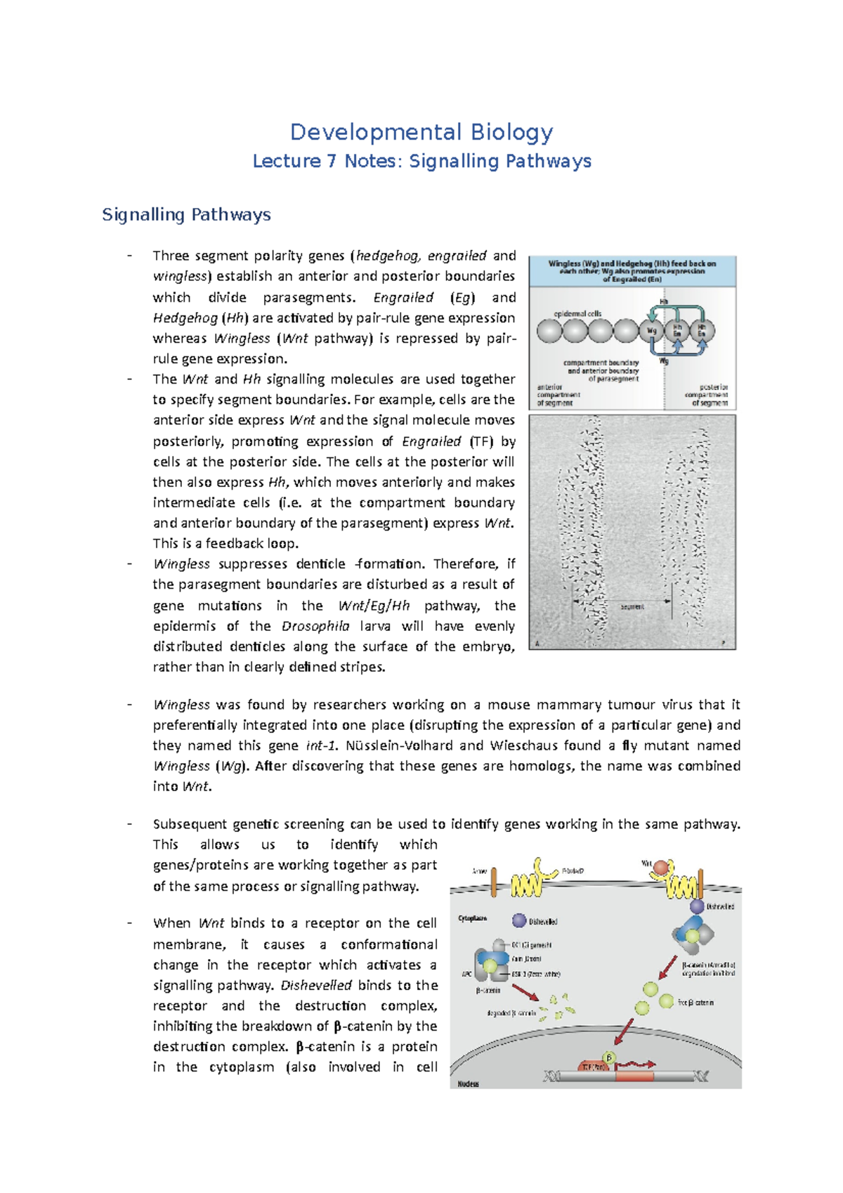 Lecture 7 Notes Signalling Pathways Developmental Biology Lecture 7 Notes Signalling