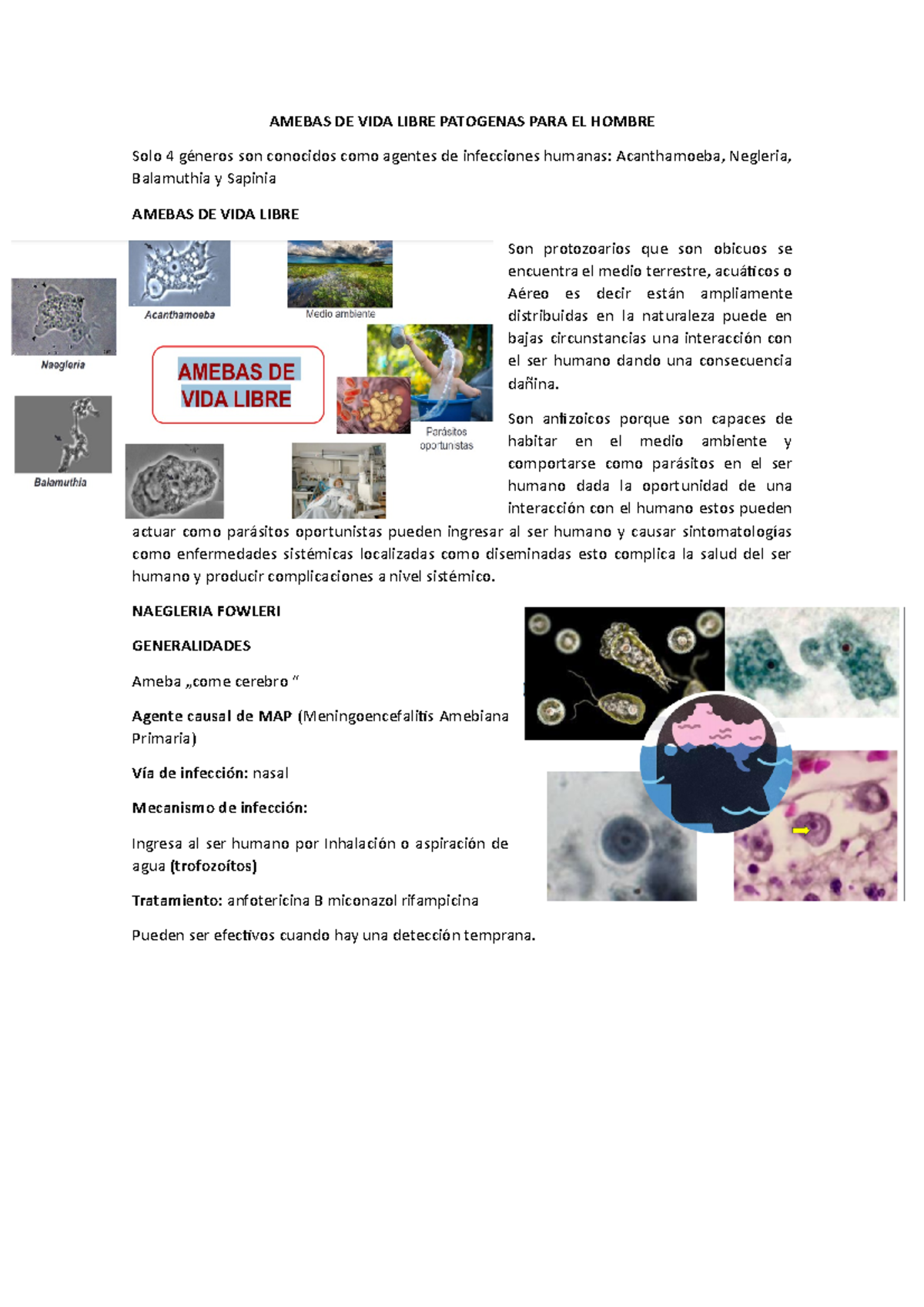 TEMA 3 Amebas DE VIDA Libre Patogenas PARA EL Hombre - AMEBAS DE VIDA LIBRE PATOGENAS PARA EL ...