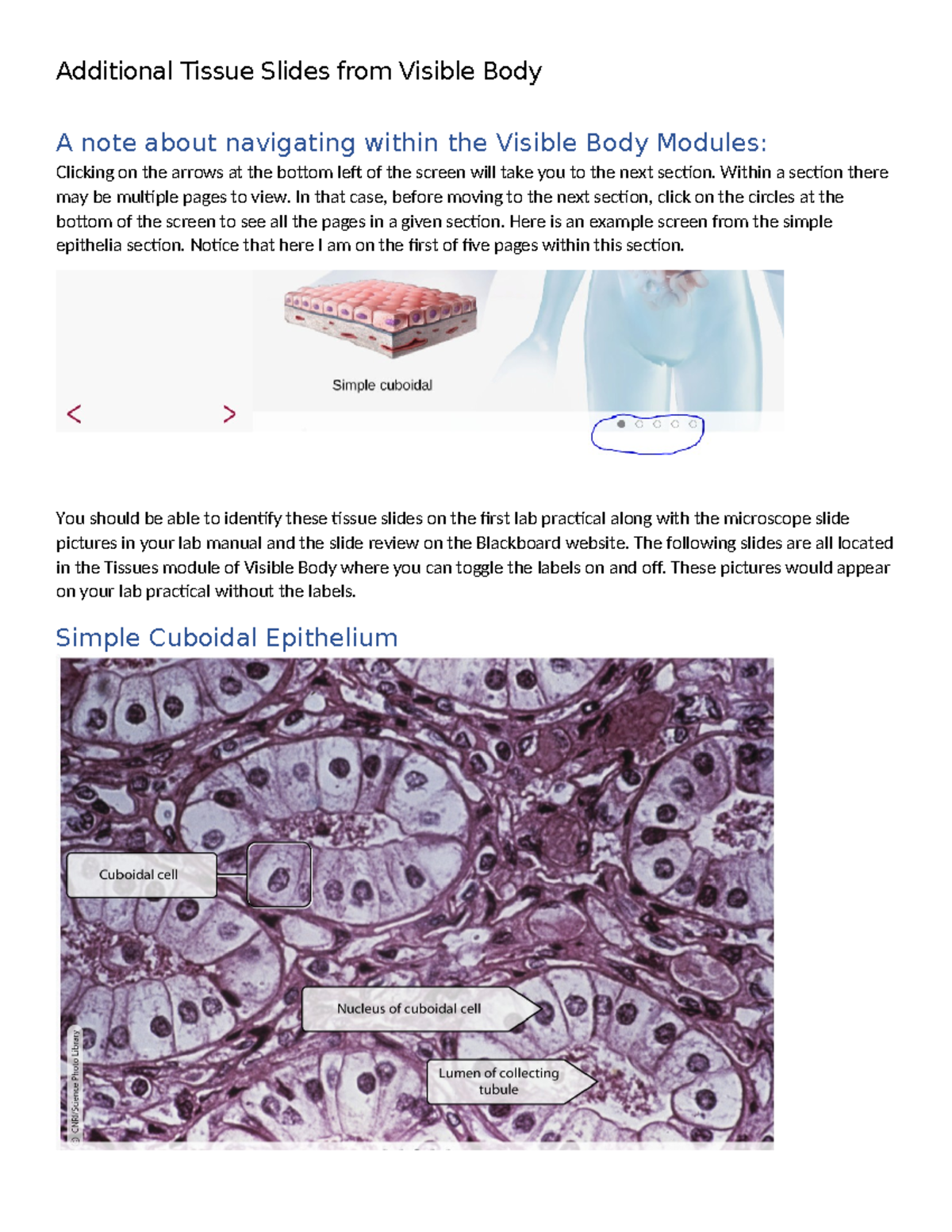 Visible Body Tissue Slides - Additional Tissue Slides from Visible Body ...