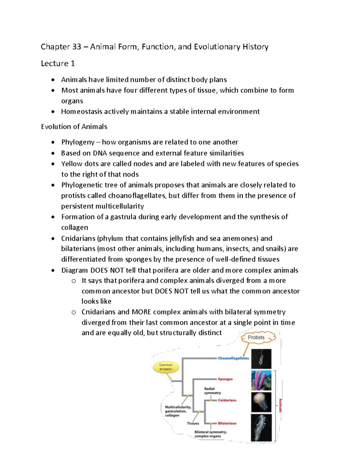 Chapter 33 Animal Form Function and Evolutionary History - Chapter 33 – Animal Form, Function ...