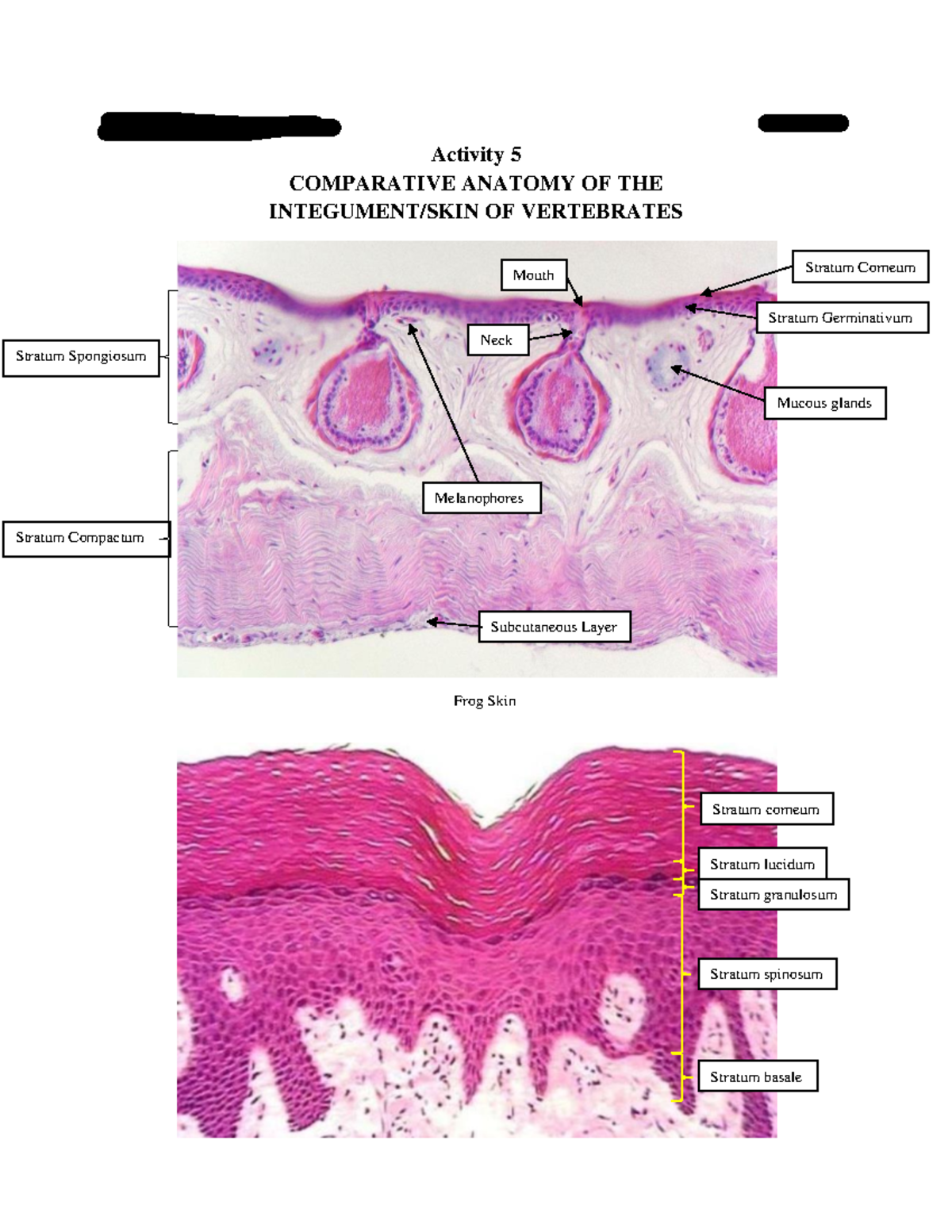 Integumentary System of vertebrates worksheet - Evolutionary Biology ...