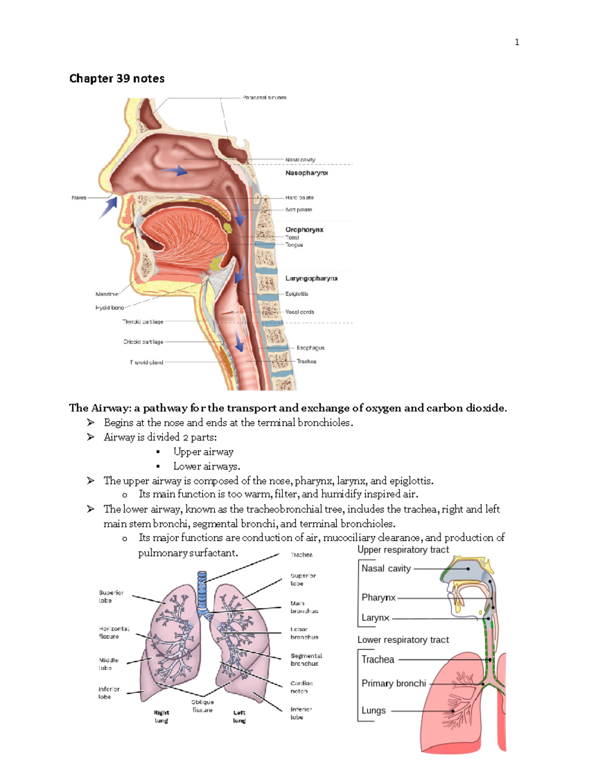 Chapter 39 notes - Chapter 39 notes The Airway: a pathway for the ...