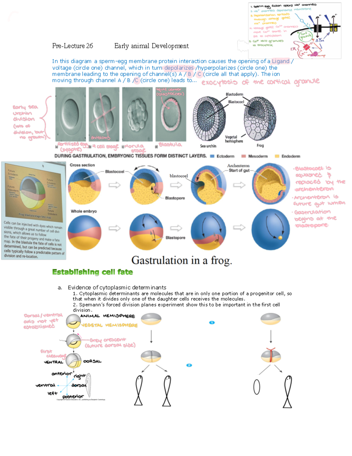 Prelecture 26 w23 - Early animal development - Pre-Lecture 26 Early ...