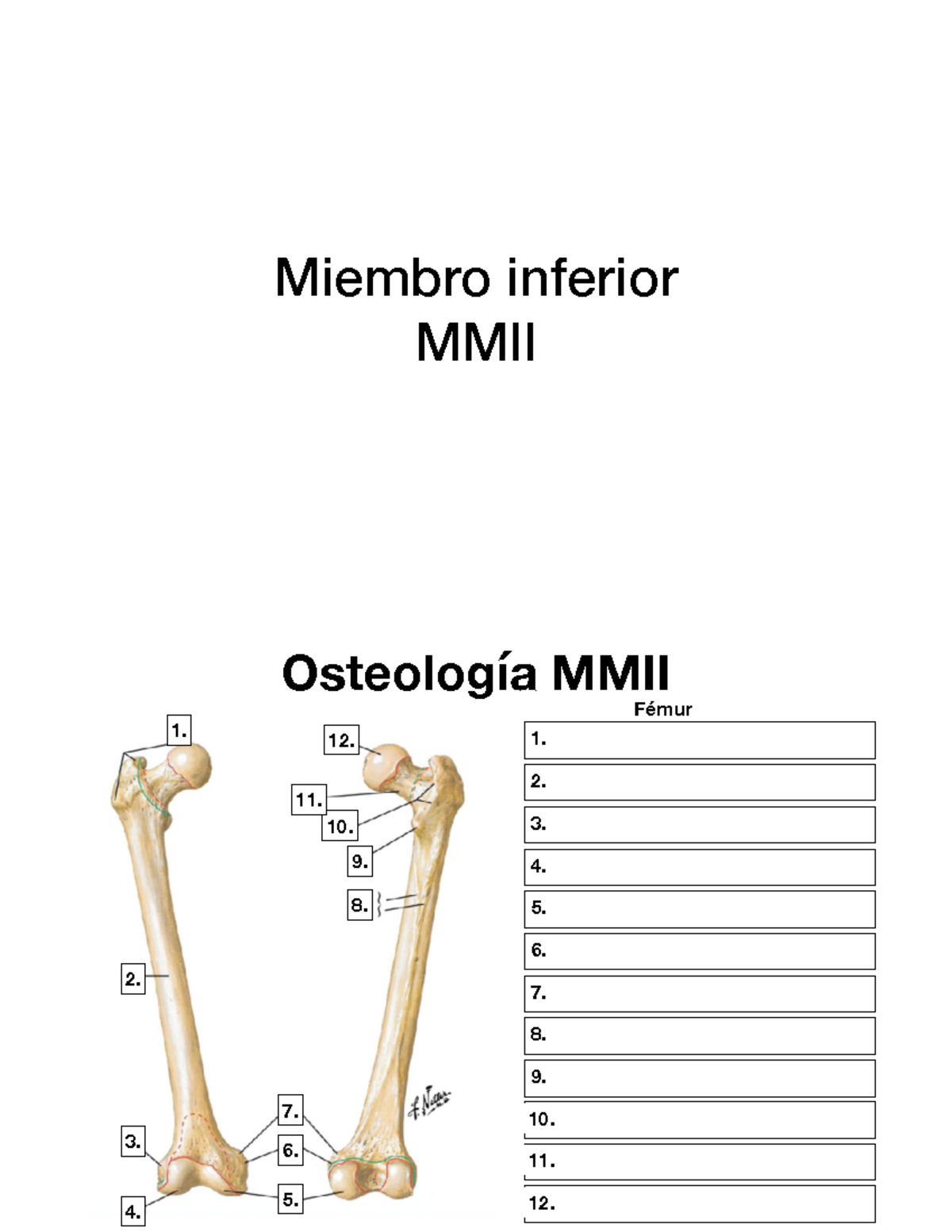 MMII - Anato - Miembro inferior MMII Osteología MMII Fémur 1. 1. 2. 3 ...