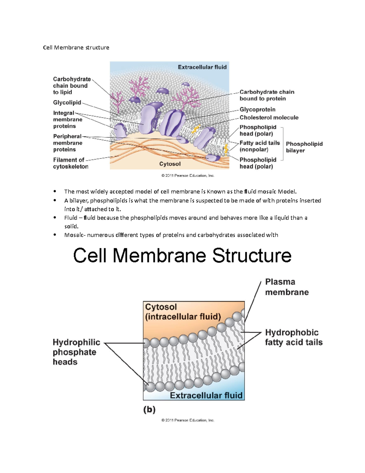 Biol Exam 2 - Transcripts for notes to have an easier way to find key ...