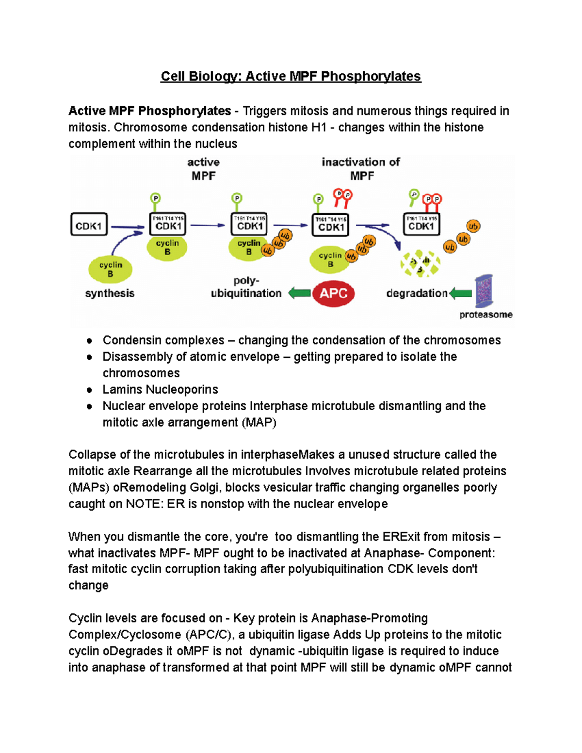 Cell Biology Active MPF Phosphorylates - Chromosome condensation ...