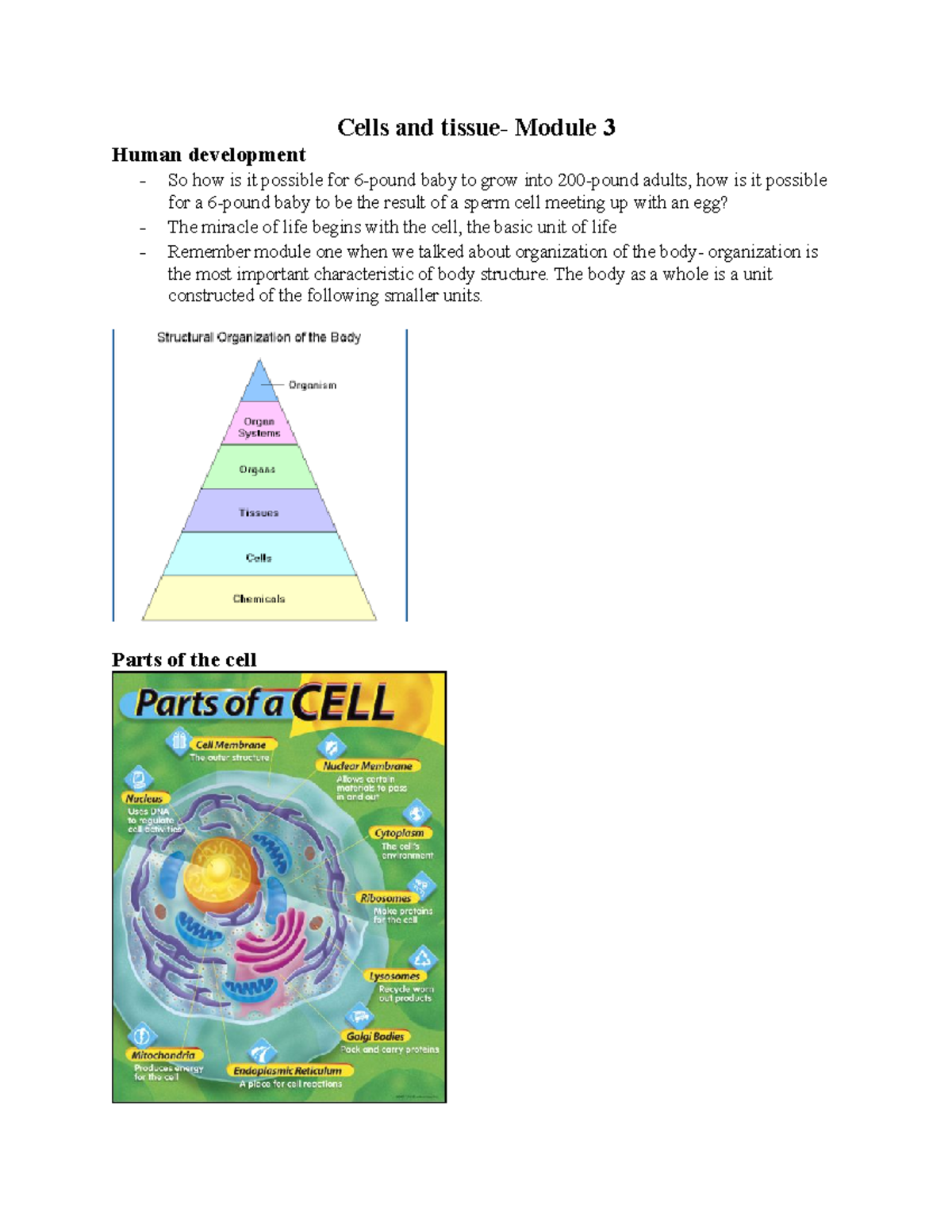 Cells and tissue- Module 3 - The body as a whole is a unit constructed ...